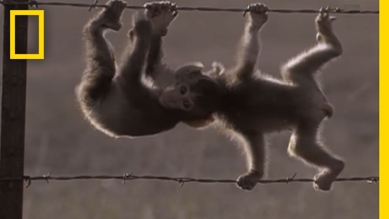 Snow Monkeys in Texas? | National Geographic - YouTube