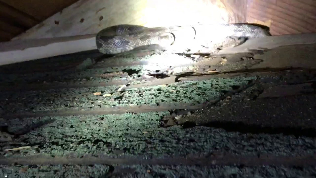 snake in attic - YouTube
