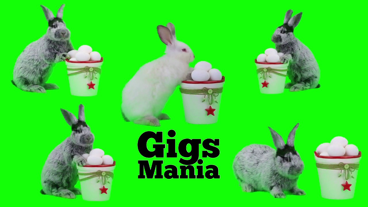 Easter Bunny Green Screen Pack - YouTube