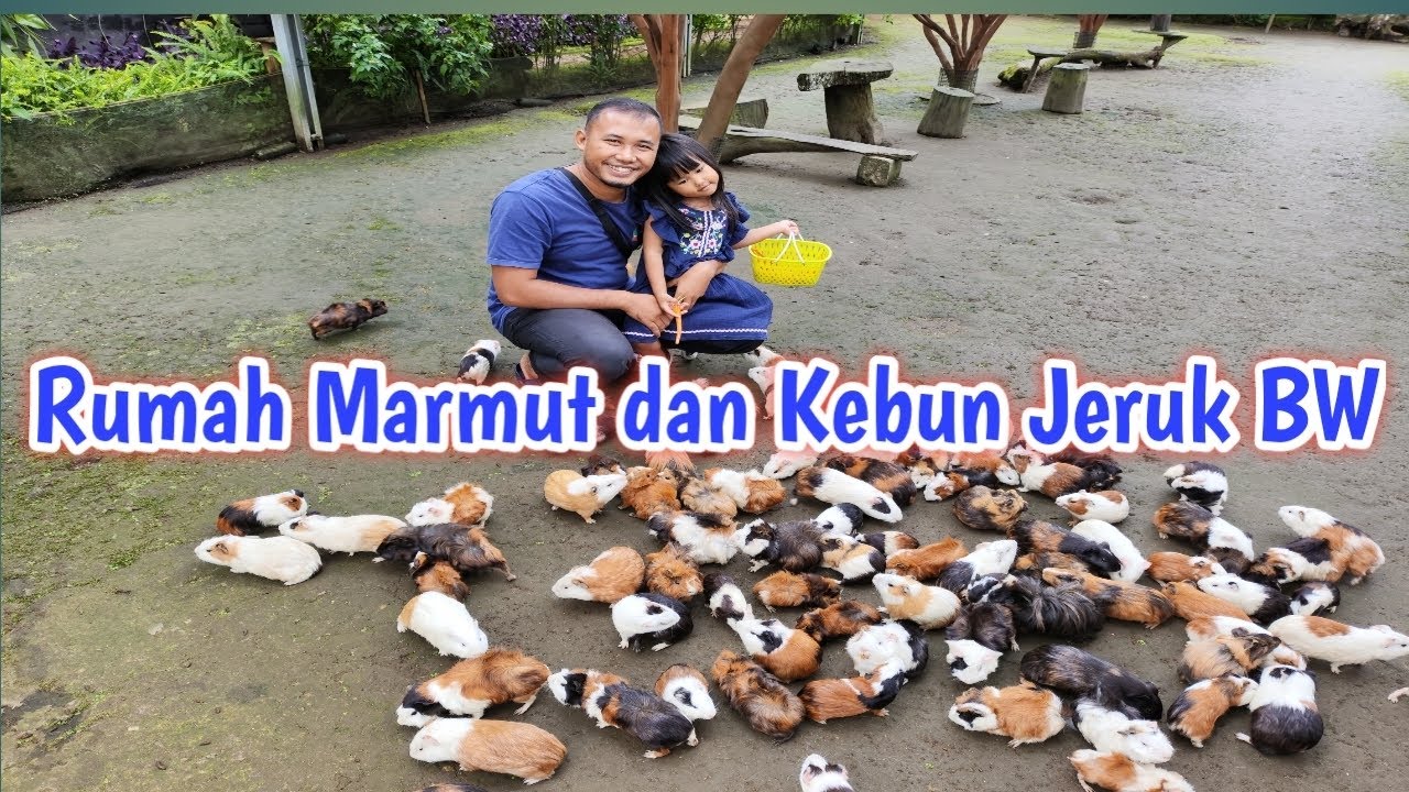 Main dan Kasih Makan Marmut di Taman Marmut Mini dan Kebun Jeruk BW ...