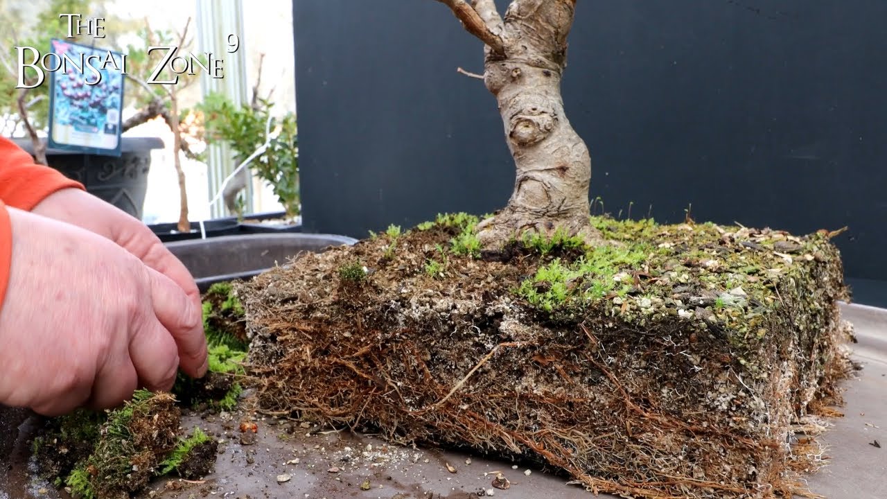 Repotting My Norway Maple, The Bonsai Zone, March 2022 - YouTube