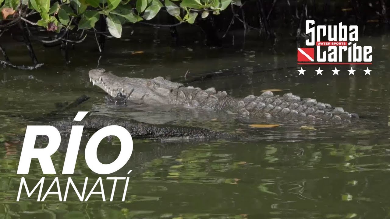 RÍO MANATÍ @ScubaCaribe, #Cancun - YouTube