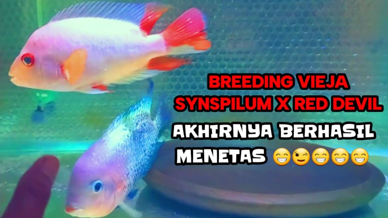 BREEDING VIEJA SYNSPILUM X RED DEVIL AKHIRNYA MENETAS DI DASAR AQUARIUM ...