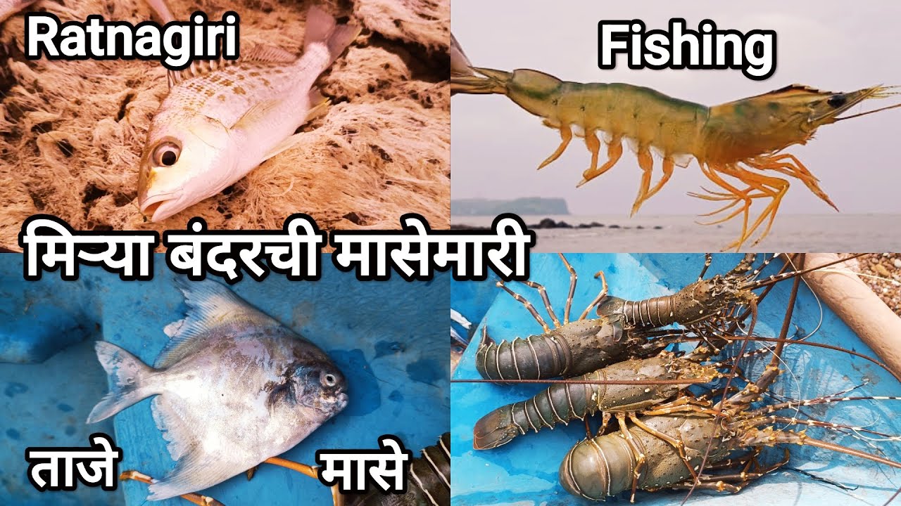 Ratnagiri Mirya Bandar Fishing | रत्नागिरी मधील मिऱ्या बंदरची मासेमारी ...