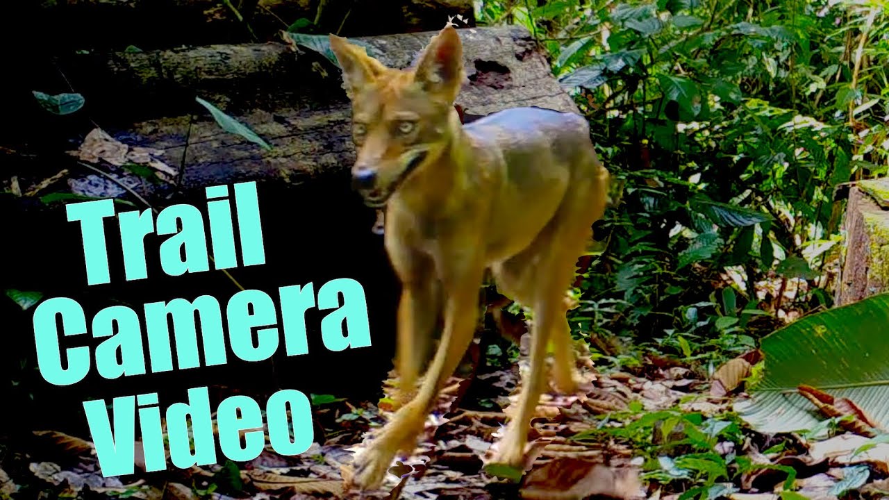 Epic Trail Cam Compilation: Rare Rainforest Animals Caught on Camera ...
