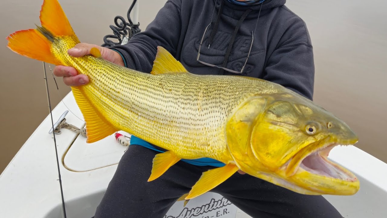 DORADOS xxxl en COLON #bait #pesca #baitcasting #fishing # ...