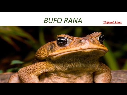 Bufo Rana homeopathic remedy - YouTube