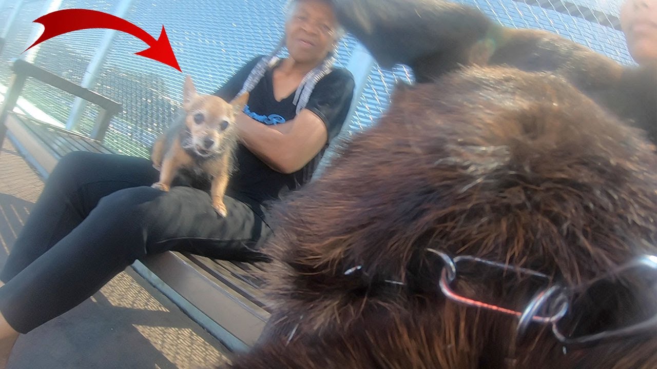 Little dog tried to Attack my Dutch Shepherd Dog GoPro - YouTube
