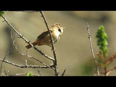 Chercan (Troglodytes aedon)
