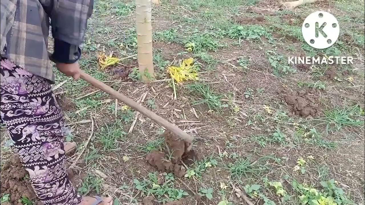 hnub no wb mus saib pob kws zoo heev li - YouTube