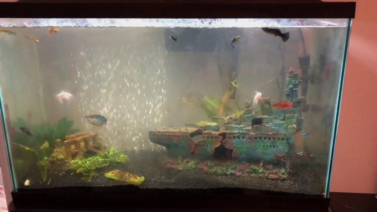Cleaning a DISGUSTING Fish Tank - YouTube