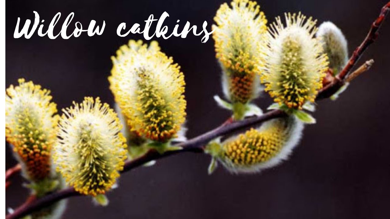 This Beautiful tree called | Willow Catkins | beautiful Spring ...