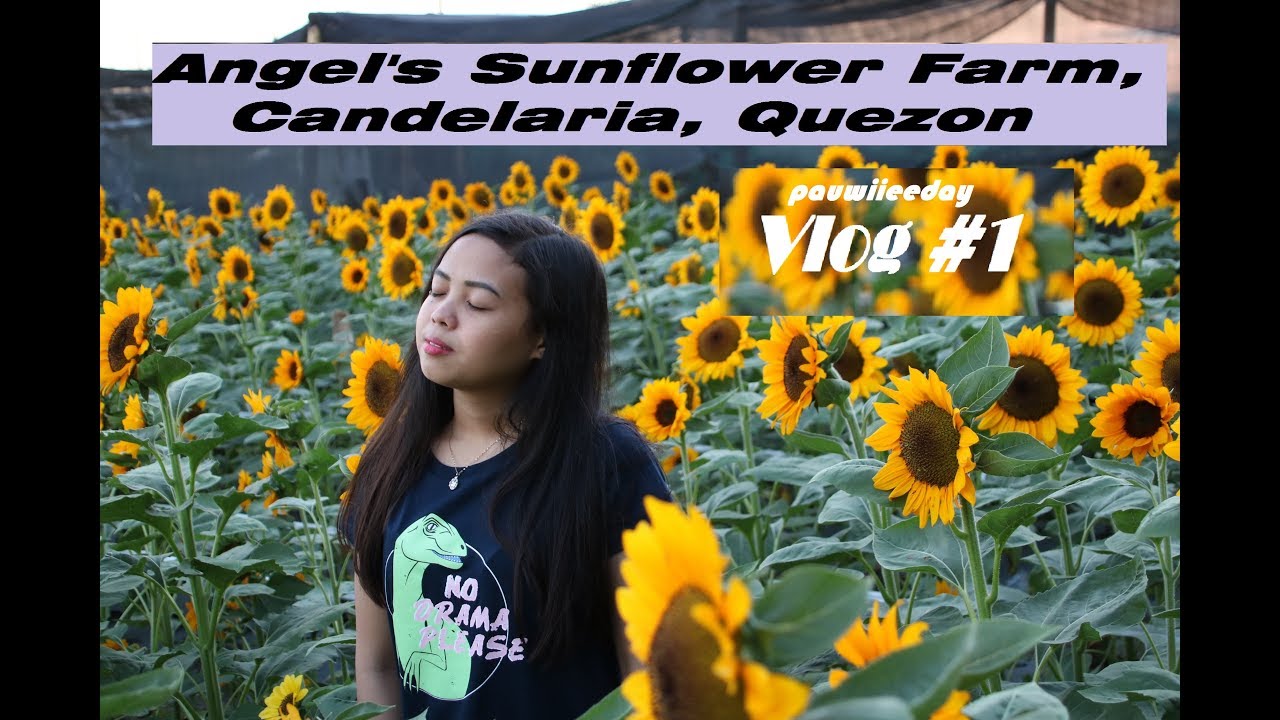 Vlog #1 : Angel's Sunflower Farm, Candelaria, Quezon - YouTube
