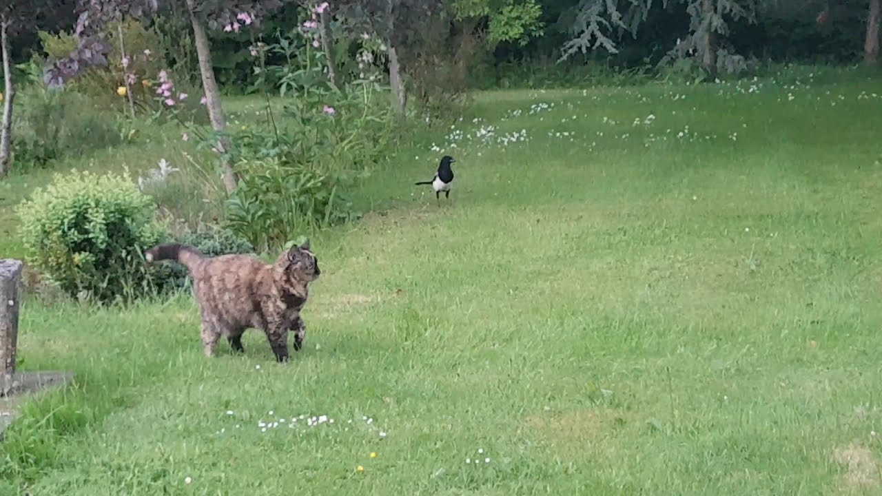 Cat vs Magpies - YouTube