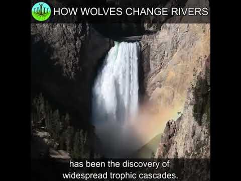 How wolves change River's - YouTube
