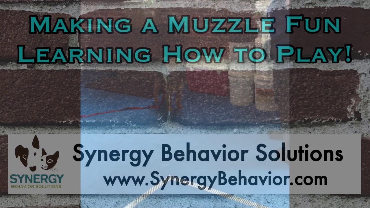 Muzzle Training- Learning How to Play While Muzzled. Dog Training - YouTube