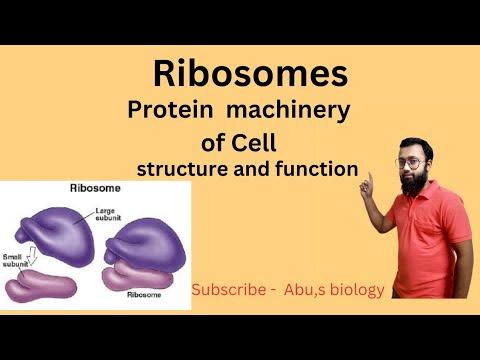Ribosomes structure and function in Hindi - YouTube