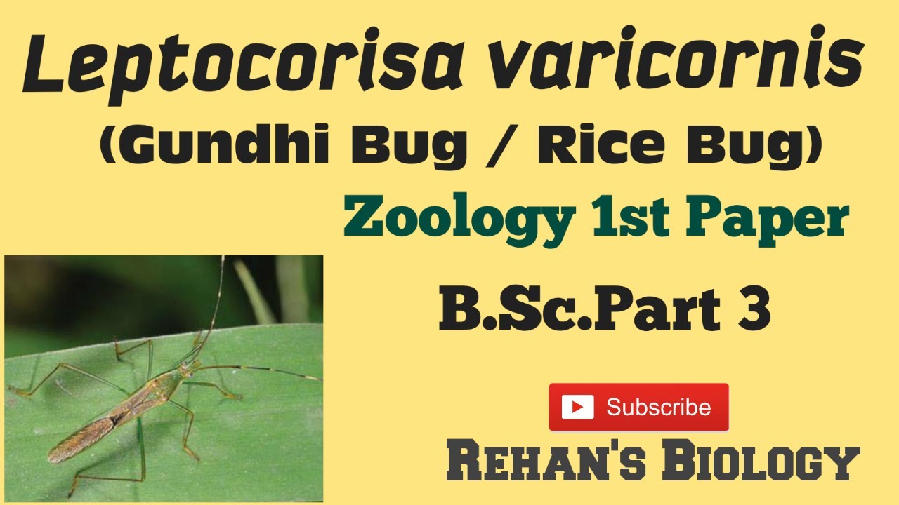 #Gundhi Bug #Leptocorisa varicornis #Rice Bug #धान का गंधी बग #Zoology ...
