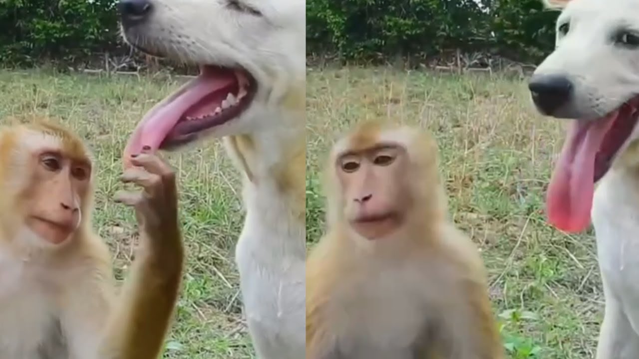 This Monkey and Dog Friendship Is Unreal | WOD Moments & Picks - YouTube