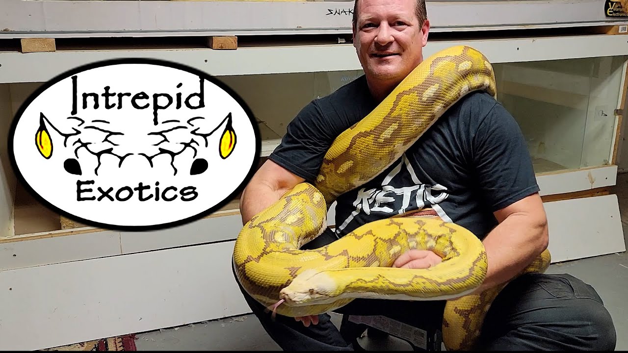 🐍 Purple Tiger Reticulated Python - YouTube