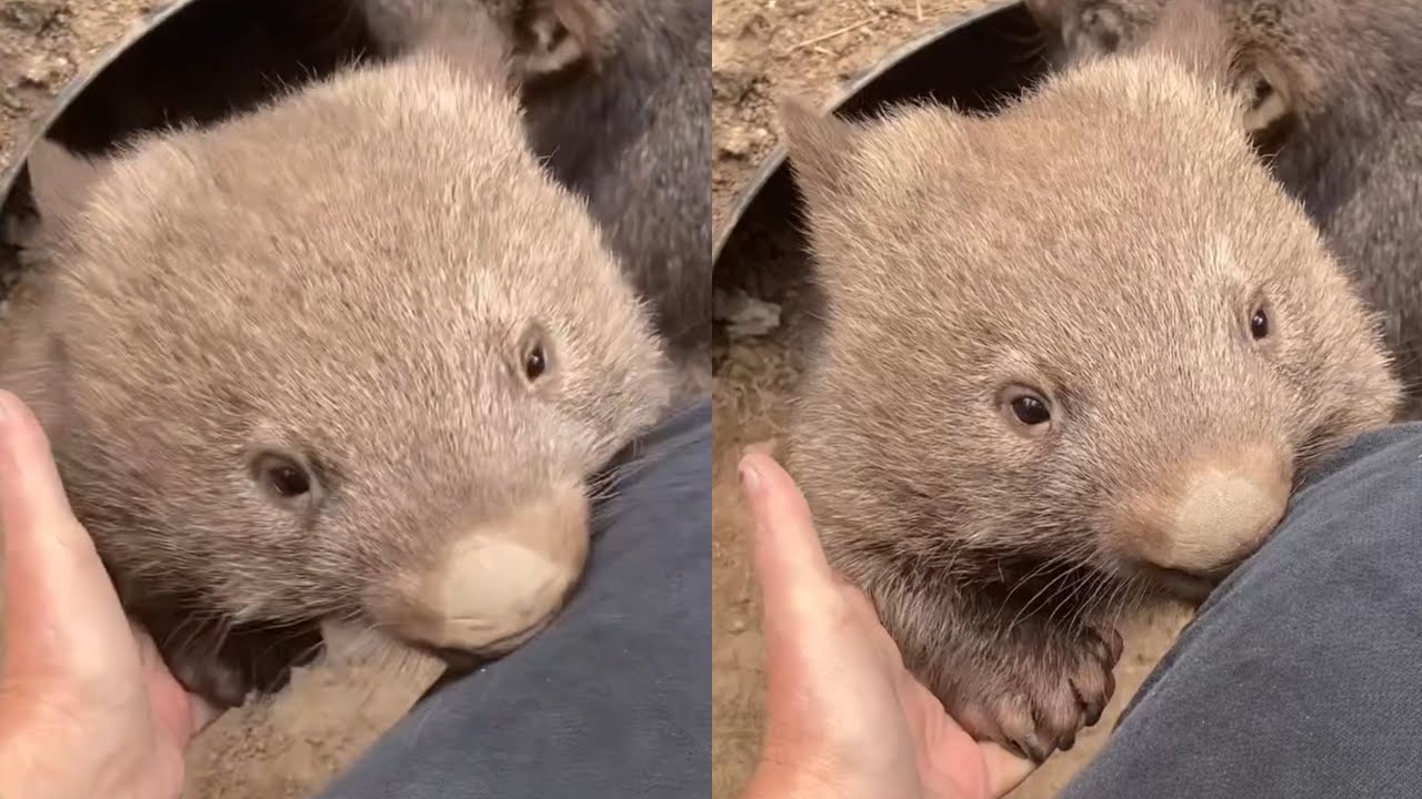 Cutest Wild Animal That You Need To Know | Funny Wombat Videos - YouTube
