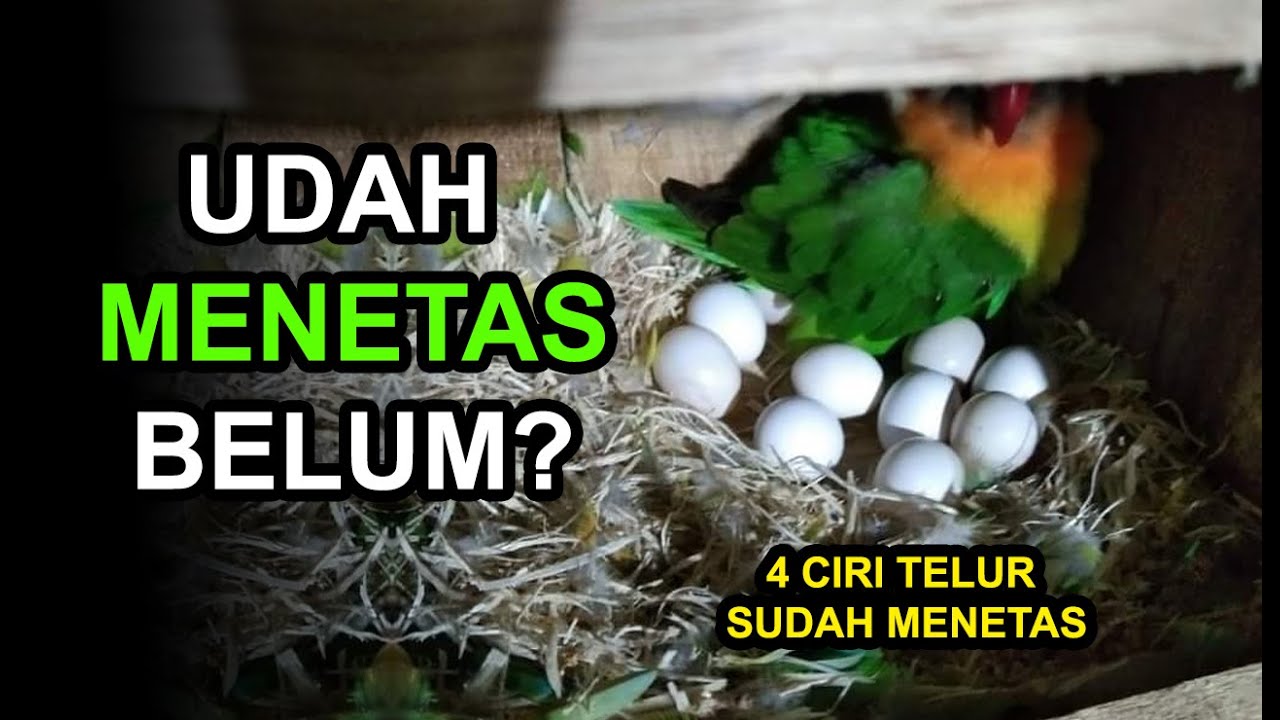 4 Ciri-Ciri Telur Sudah Menetas Di Dalam Glodok | JANGAN SERING SERING ...