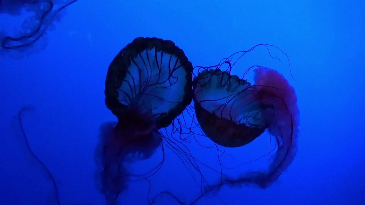 Deep sea life - YouTube