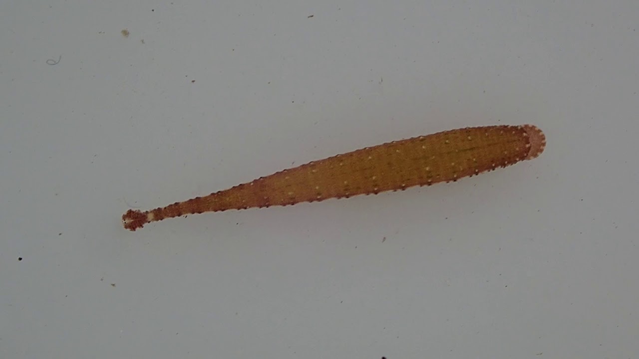 Fish leech Hemiclepsis marginata creeping - YouTube