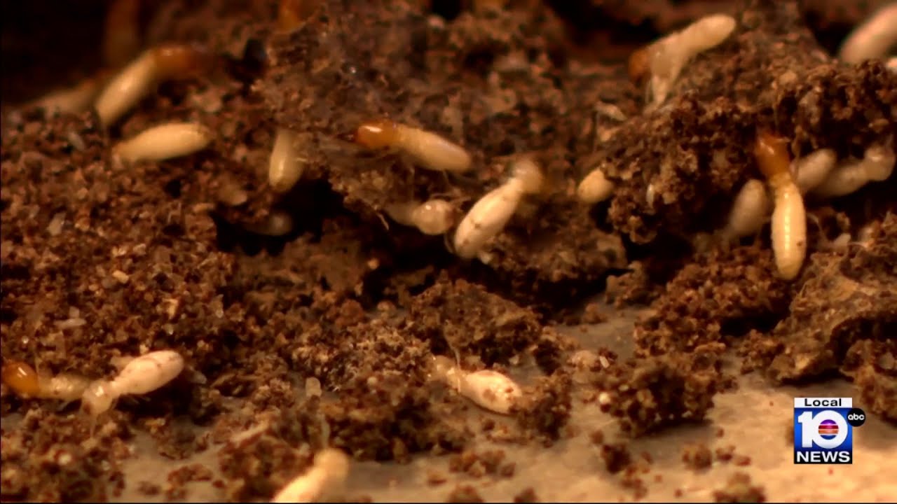 Experts warning over hybrid termite offspring found in South Florida ...