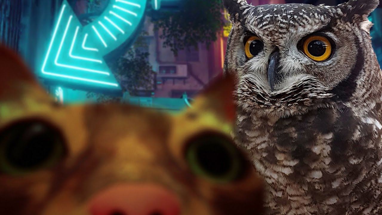 An Actual Review of Stray - YouTube