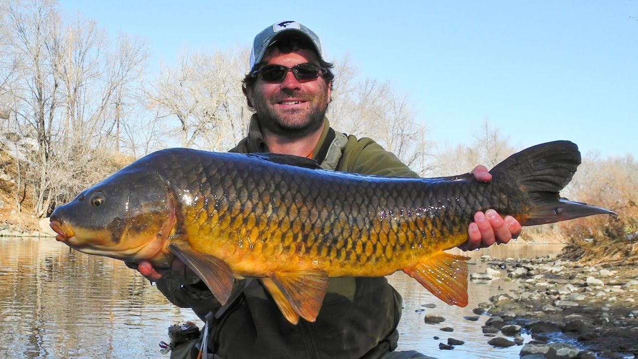 Carp Fly Fishing - Carpe Diem - YouTube
