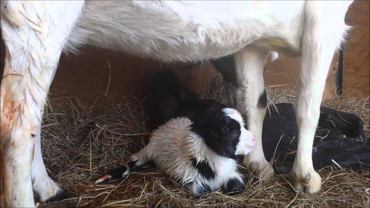Miniature Alpine Dairy Goat Gives Birth on the Homestead! - YouTube