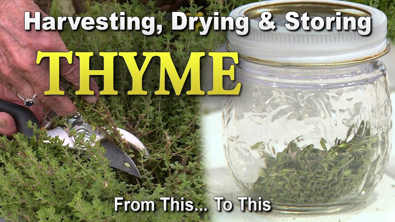 Thyme: Harvesting, Drying, and Storing - YouTube