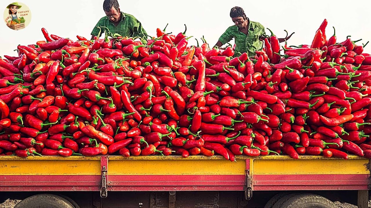 How Millions of Red Chili Peppers are Harvested & Processed | Chili ...