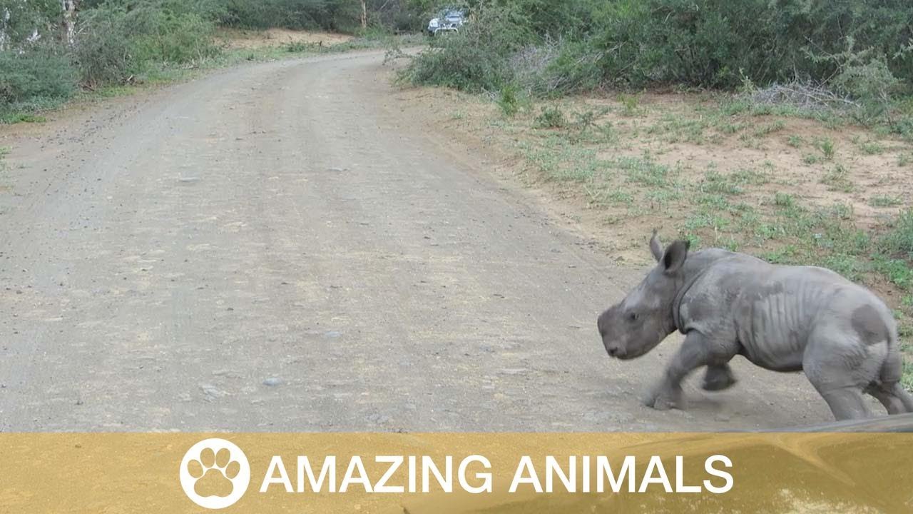 Baby Rhino Attempts To Scare Off Car - YouTube