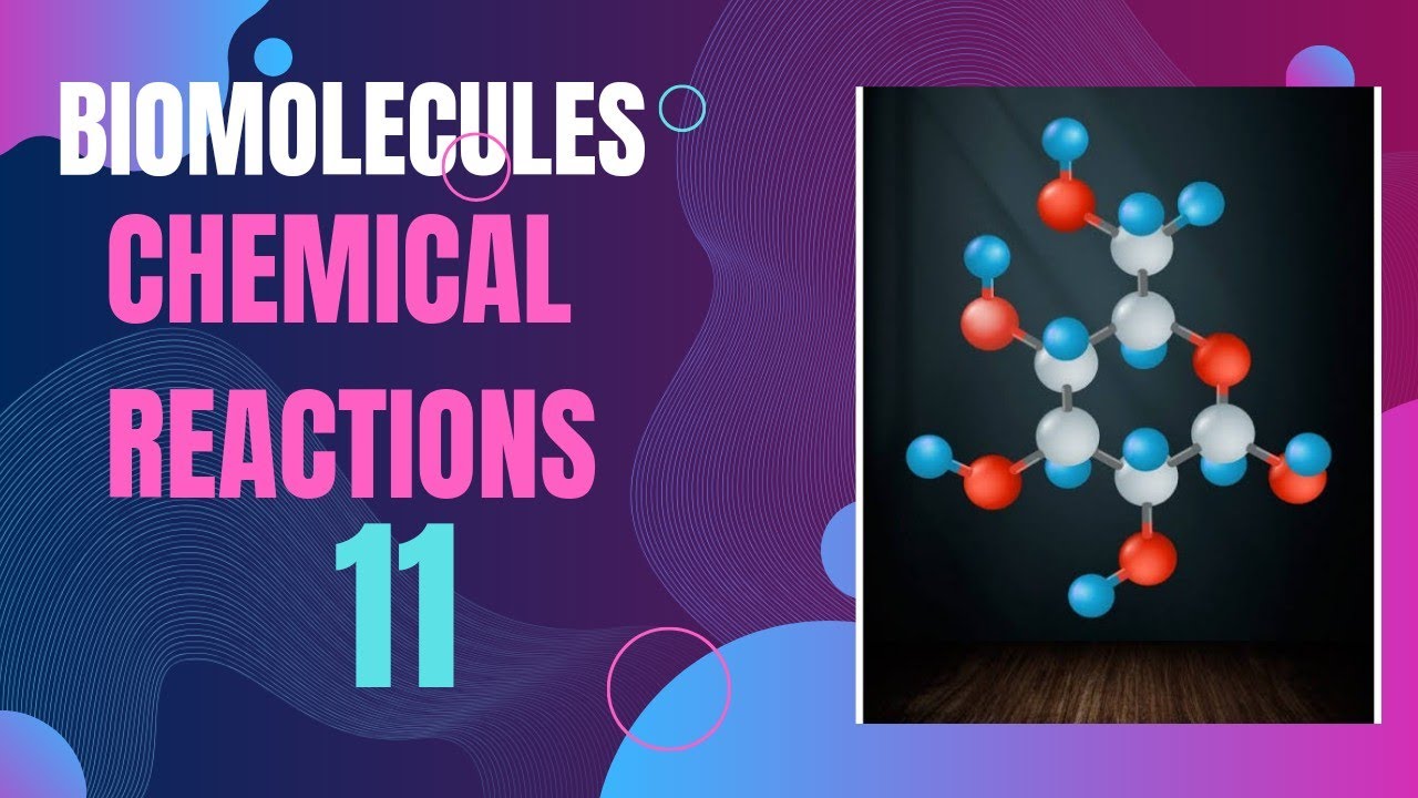 Biomolecules; Class 11; Chemical reactions - YouTube
