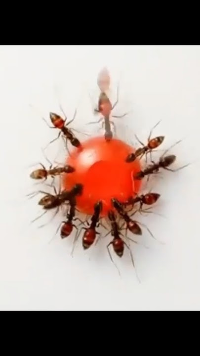 The Miracle of Ants in Quran & Science: The Creator's Grandeur Revealed ...
