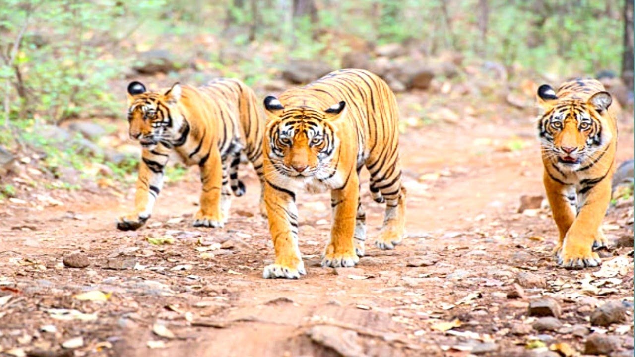 Wild Animals Channel Dangerous // ULTRA HD VIDEO 8K... - YouTube