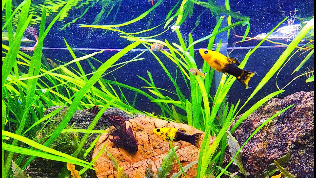 AQUARIUM Live Stream | Relaxing Fish Tank Water Sounds ~ No Music - YouTube
