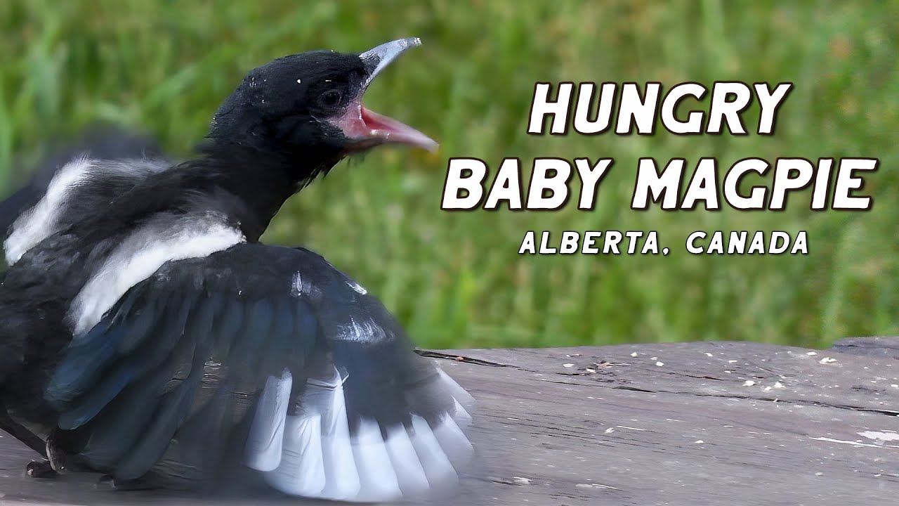 Hungry Baby Magpie Waits to be Fed | #babybirds #magpies #corvids - YouTube