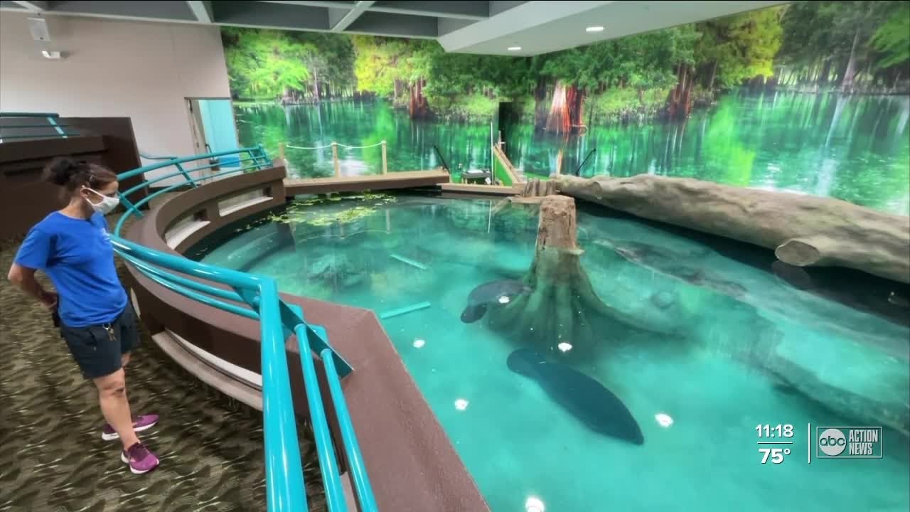 Newly renovated manatee habitat opens at The Bishop Museum of Science ...
