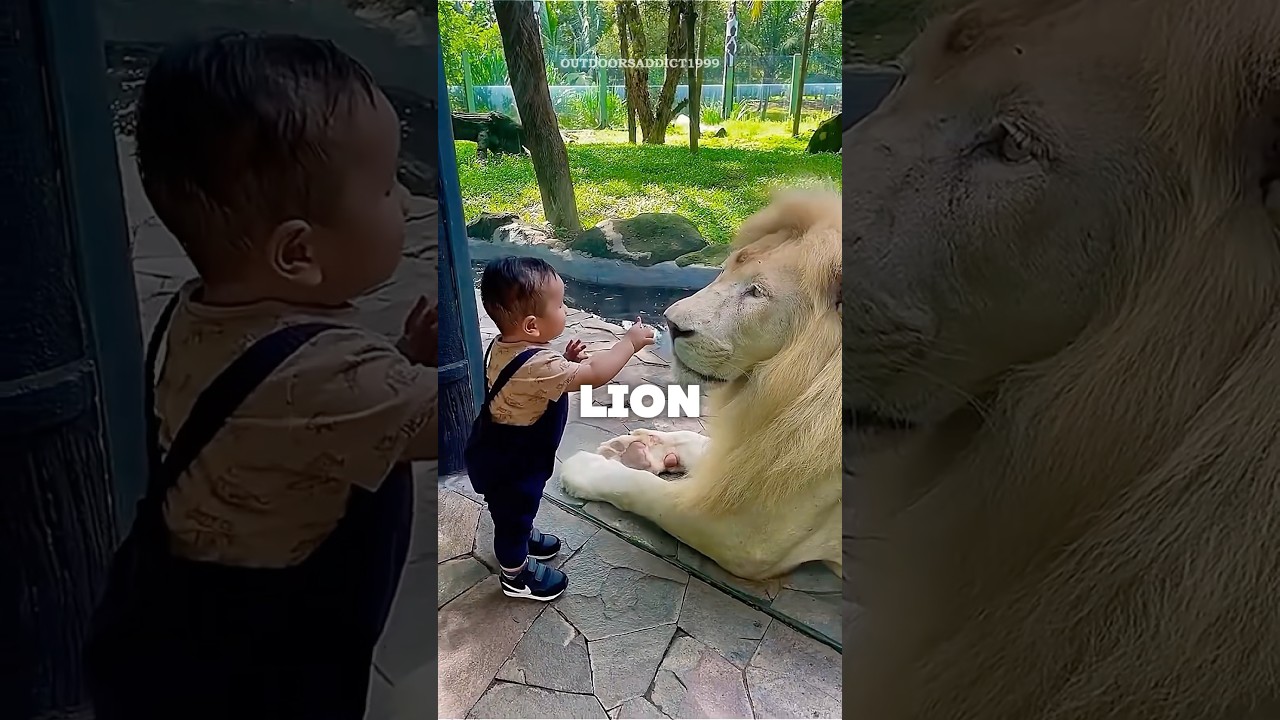The Invencible Lion! 😱🦁#animals #wildlife #africa #lion #viralshort ...
