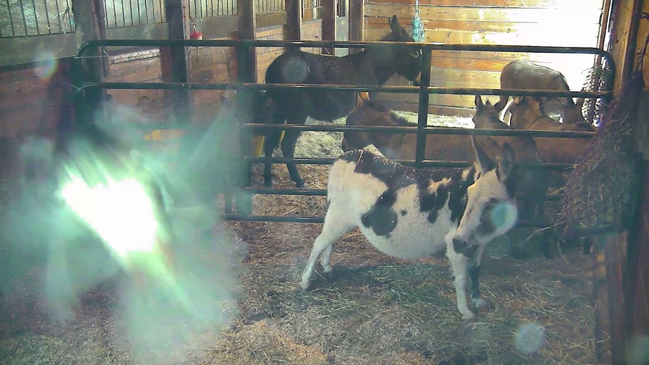 Donkey Barn Cam 12-25-2017 05:35:46 - 06:35:49 - YouTube