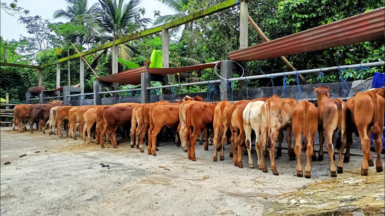 stok banyak dan kumplit!!!Bibitan sapi mulai 7jtan,pedetan dan bakalan ...