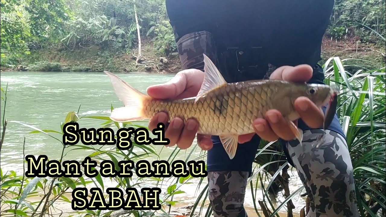 Mencari Lubuk Ikan Sebarau - YouTube