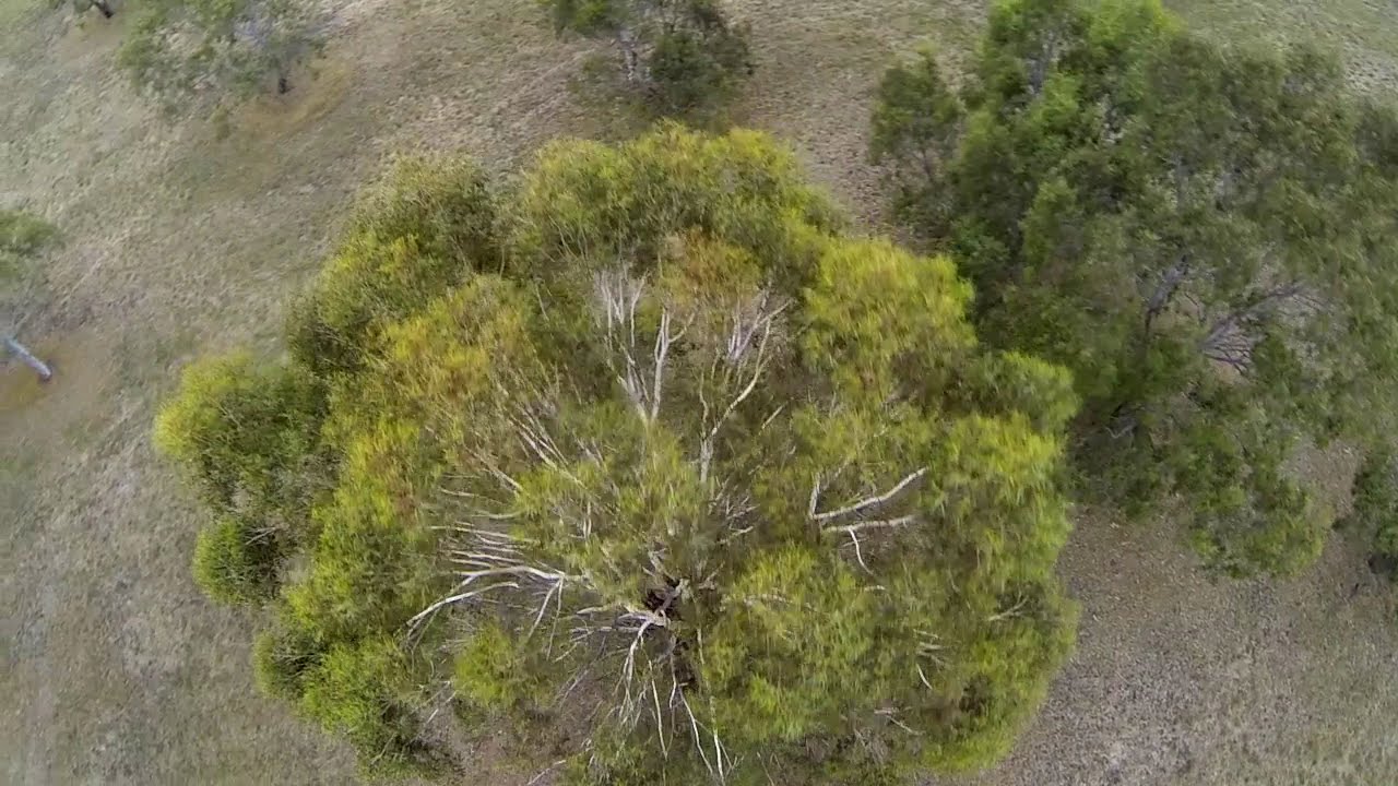 Tree Hopping - YouTube