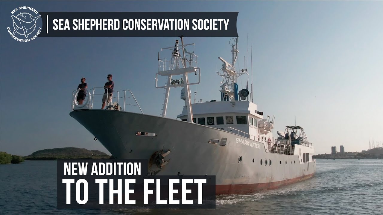 Behind the Scenes - A Glimpse at Sea Shepherd's Newest Ship! - YouTube