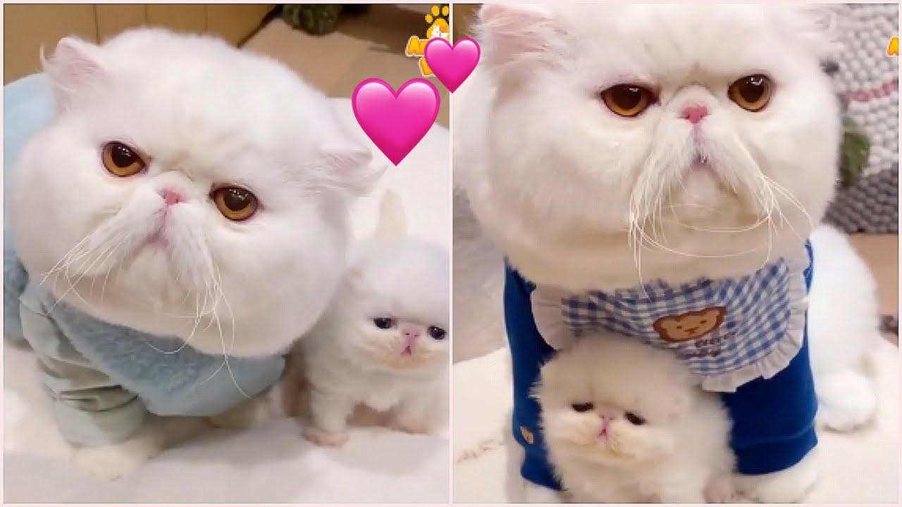 Papa Cat And His Son 🥺 - YouTube
