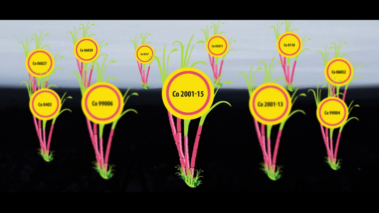 NEW SUGARCANE VARIETIES - YouTube