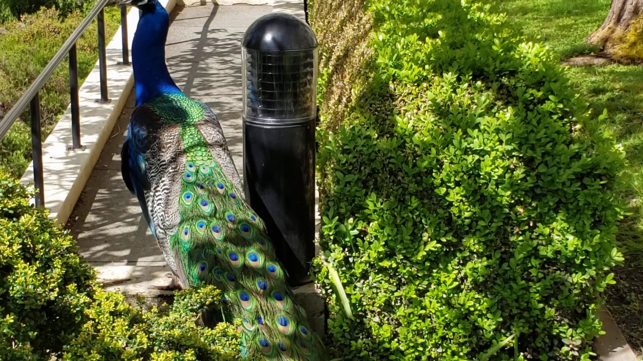 (야생동물 7)....야생공작...Wild Peacock 2 - YouTube